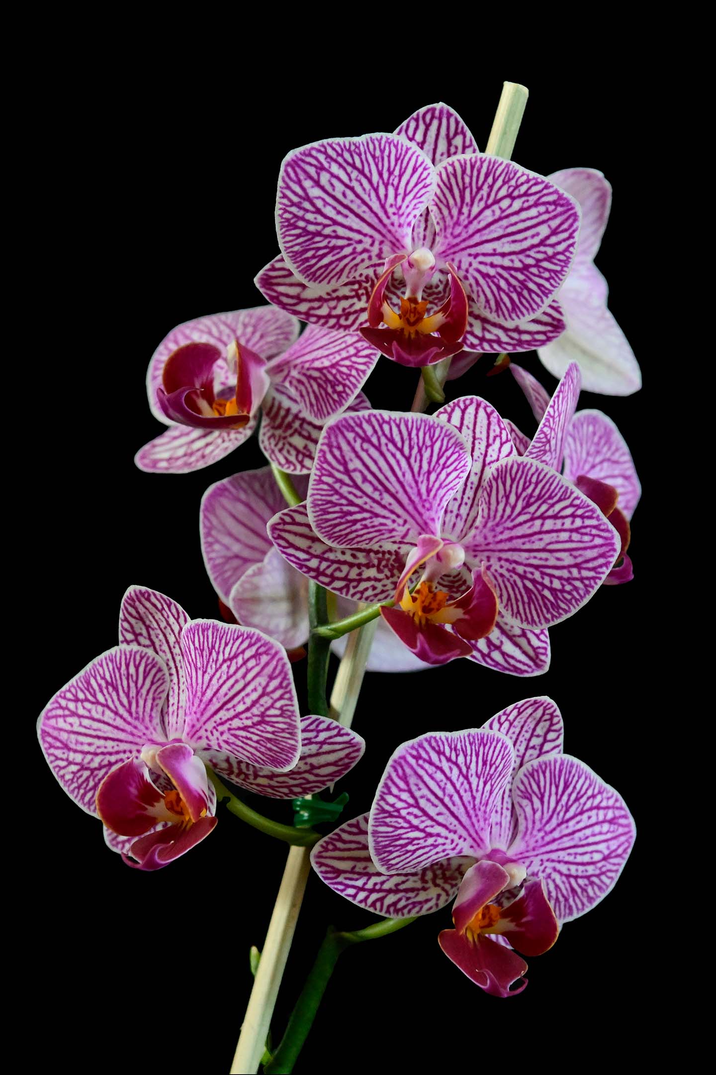 Phal. Bubble Gum ‘Candy Stripe’ | Southern Suburbs Orchid Society Inc.