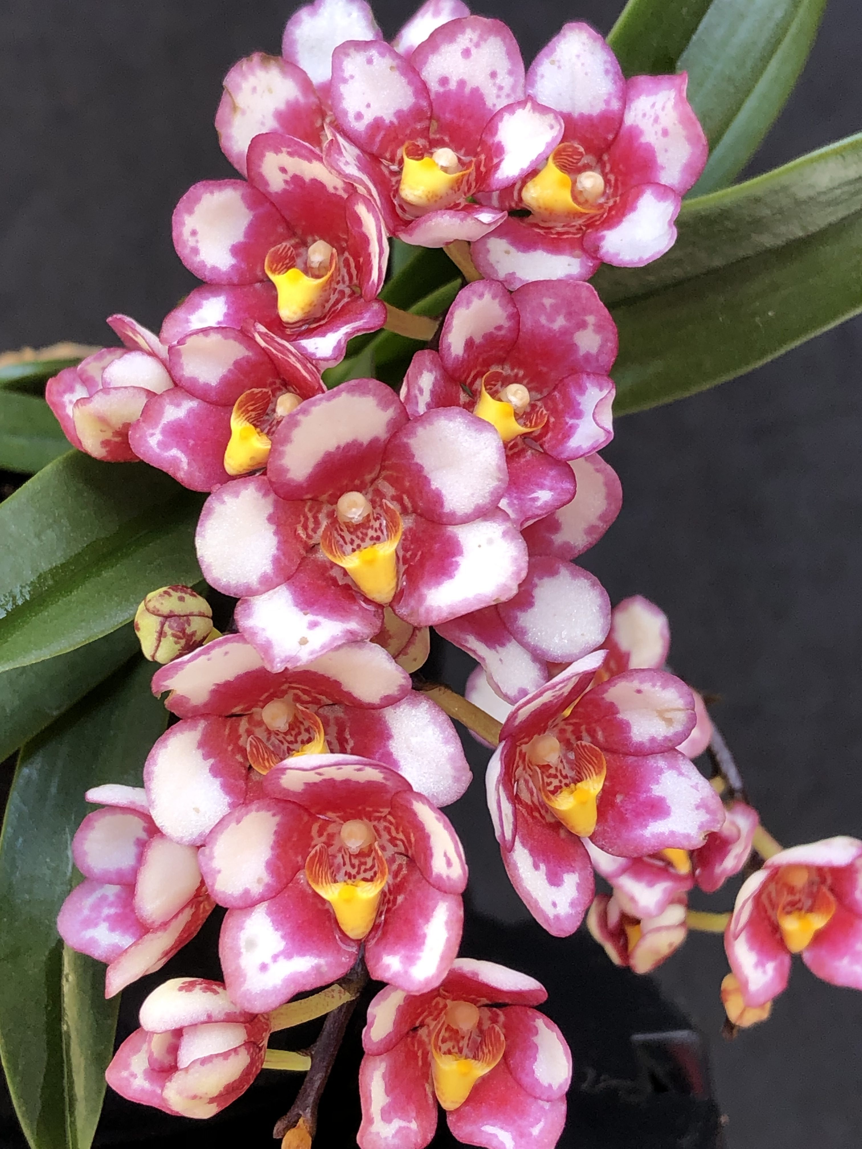 Sarc. Toby (Judith x Fizzy Dove) | Southern Suburbs Orchid Society Inc.
